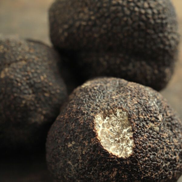 «Descubre la trufa» ya tiene a los finalistas de su séptima edición